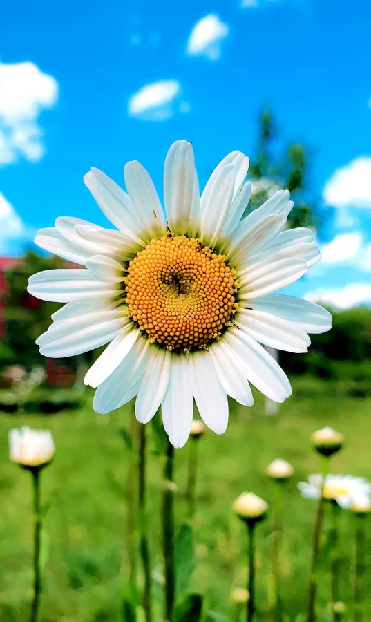 Lonely daisy flower stock image. Image of meadow, plain - 118700457