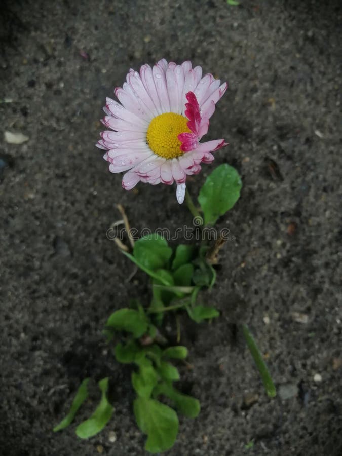 Lonely daisy flower stock image. Image of meadow, plain - 118700457