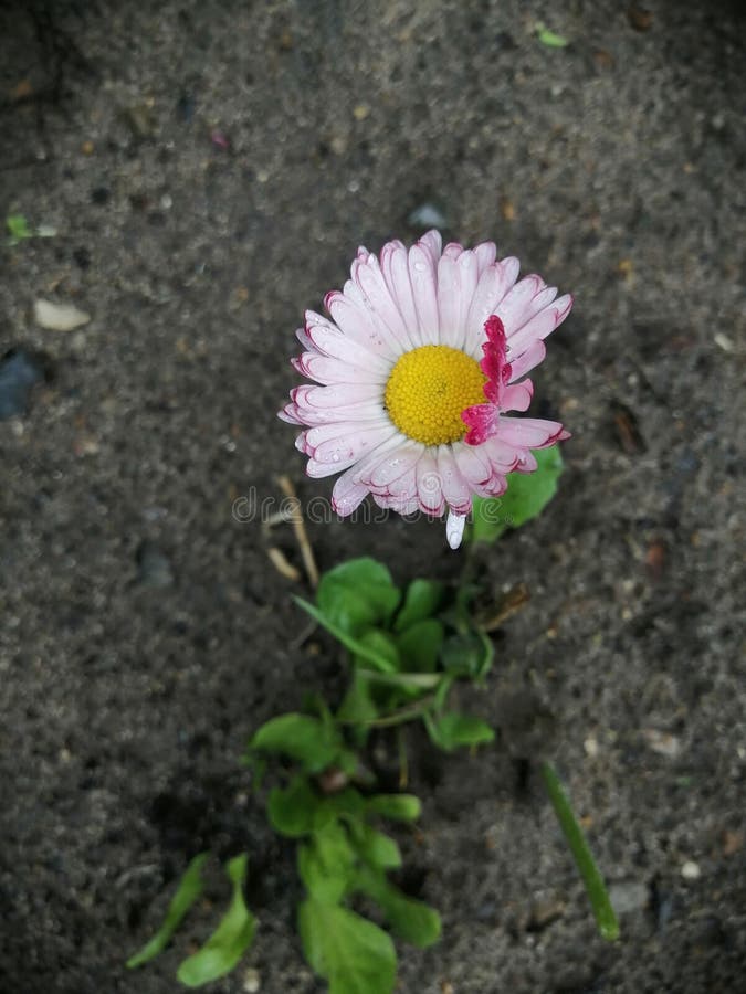 Lonely daisy on the meadow stock image. Image of soft - 38120941