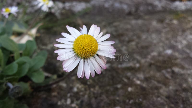 Lonely daisy flower stock image. Image of meadow, plain - 118700457