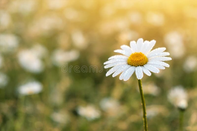 Lonely daisy on the meadow stock image. Image of soft - 38120941
