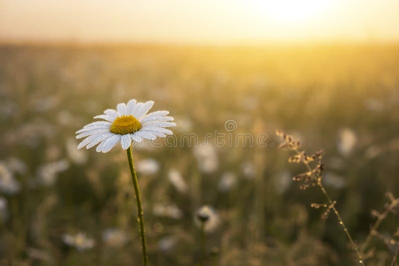 Lonely daisy flower stock image. Image of meadow, plain - 118700457