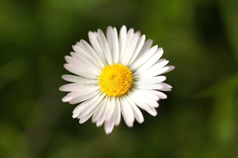 Lonely daisy on the meadow stock image. Image of soft - 38120941