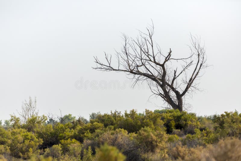 Lonely Dead Tree in a Field Filled with Green Bushes Stock Photo ...