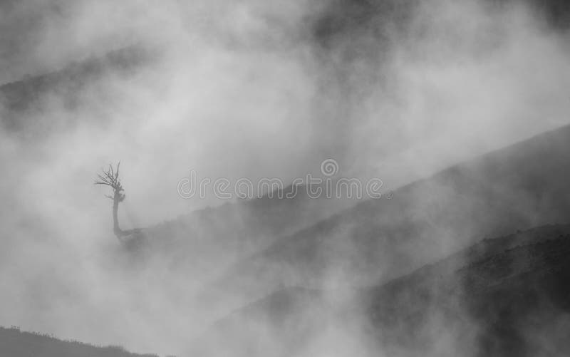 Lonely Dead Tree in the Fog Stock Photo - Image of tree, mist: 71127446