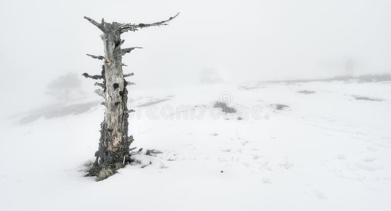 Lonely Dead Tree in the Fog. Snow Stock Photo - Image of minimal ...