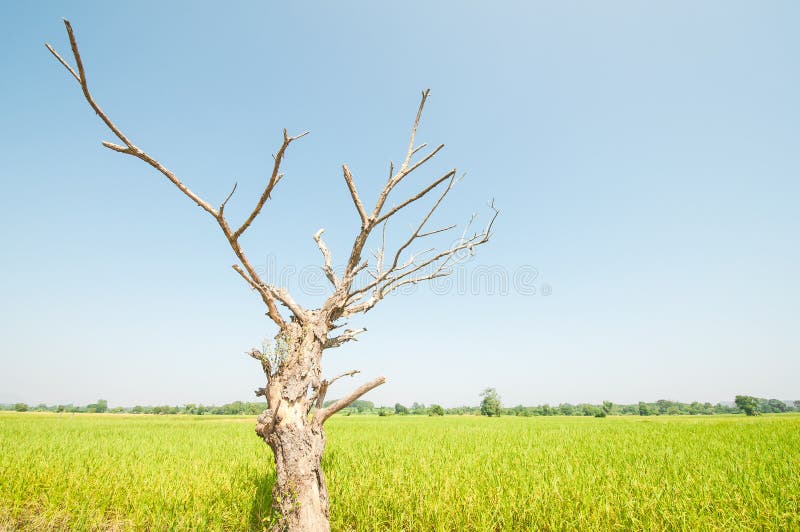 Lonely dead tree stock photo. Image of agriculture, country - 35760246