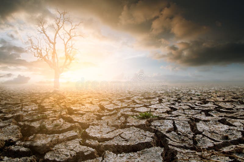 Lonely Dead Tree Under Dramatic Evening Sunset Sky with Cloudy Drought ...