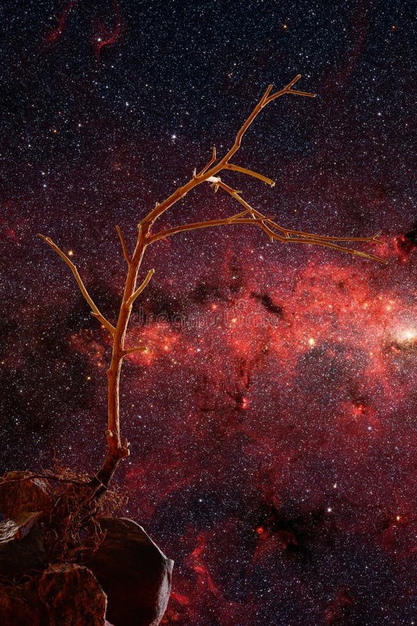 Lonely Dead Withered Tree in Stones Against the Backdrop of Endless ...