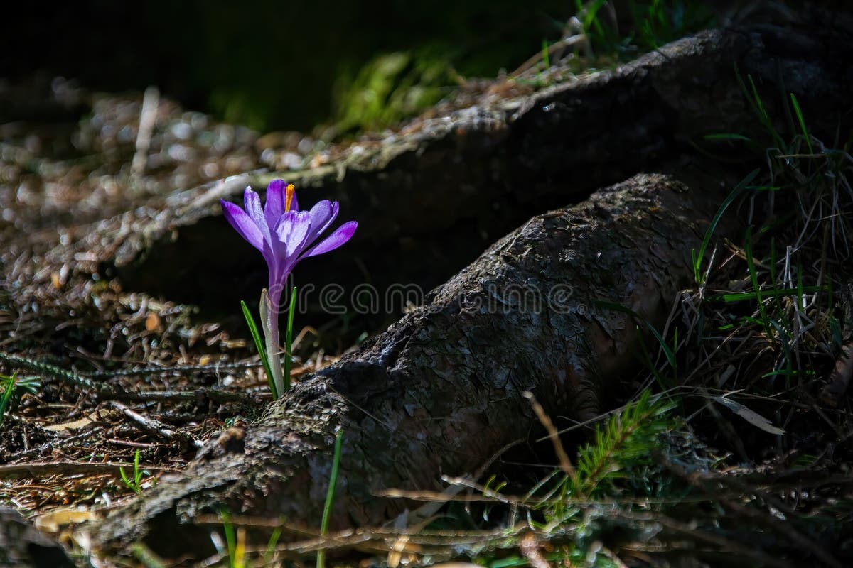 81,169 Fragile Flower Stock Photos - Free & Royalty-Free Stock Photos ...