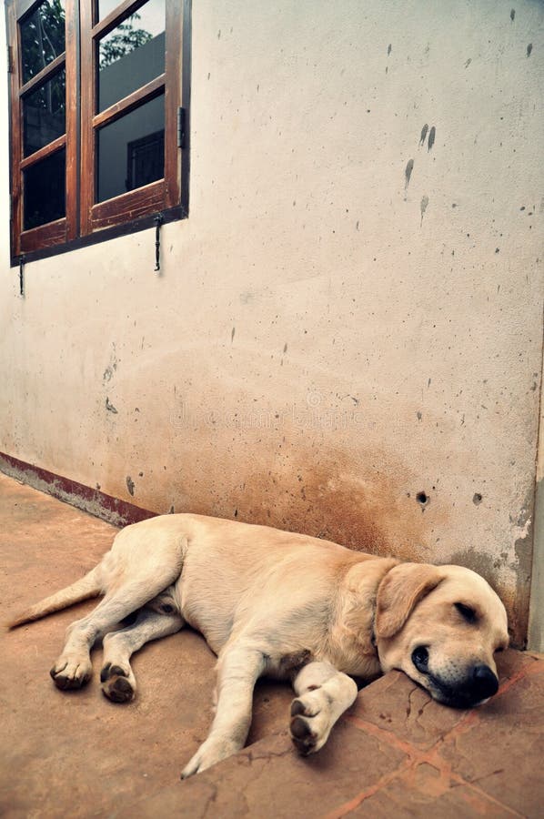 Lonely dog in his kennel stock image. Image of canine - 2386545
