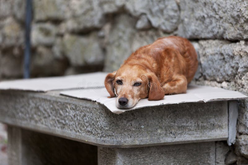 Lonely dog stock image. Image of cute, waiting, animal - 26724765