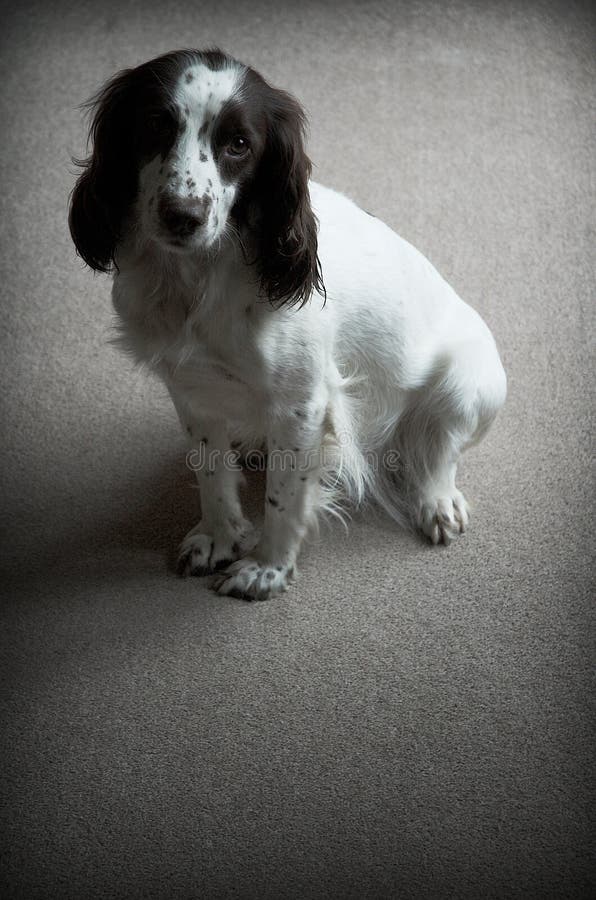 Liver Spotted Springer Spaniel Stock Photos - Free & Royalty-Free Stock ...
