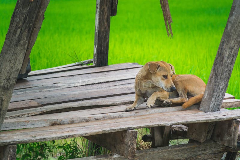 Lonely dog. stock photo. Image of alone, turn, cornfield - 98119976
