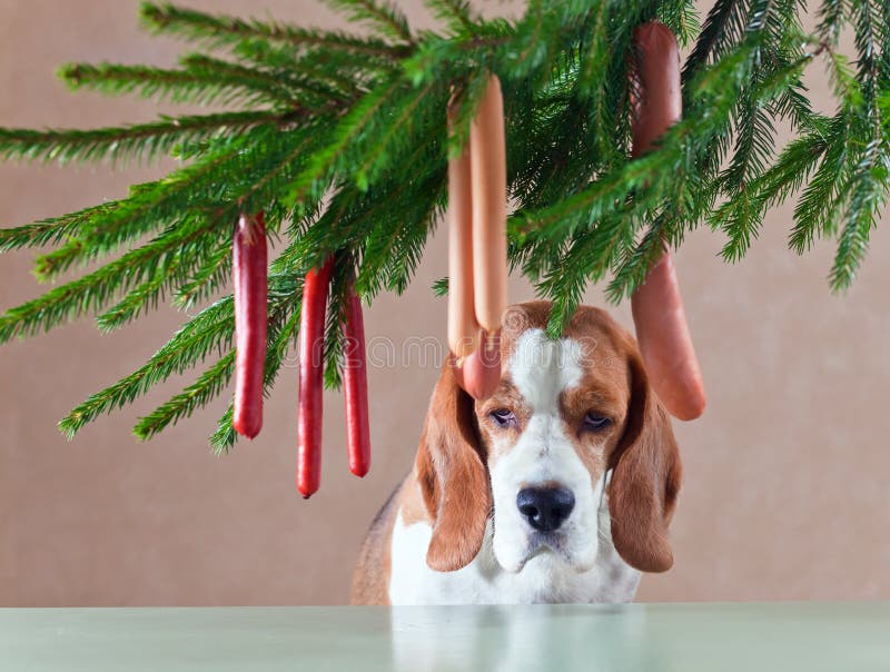 Lonely Dog and Christmas Tree with Sausages Stock Photo - Image of ...