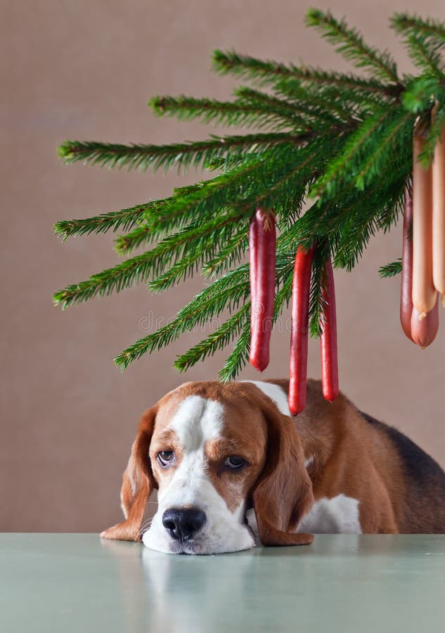 Lonely Dog and Christmas Tree with Sausages Stock Photo - Image of food ...