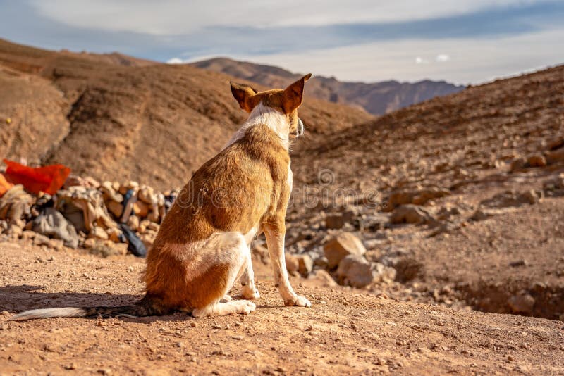 Lonely Dog Looking into the Distance in the Moroccan Mountains Stock ...