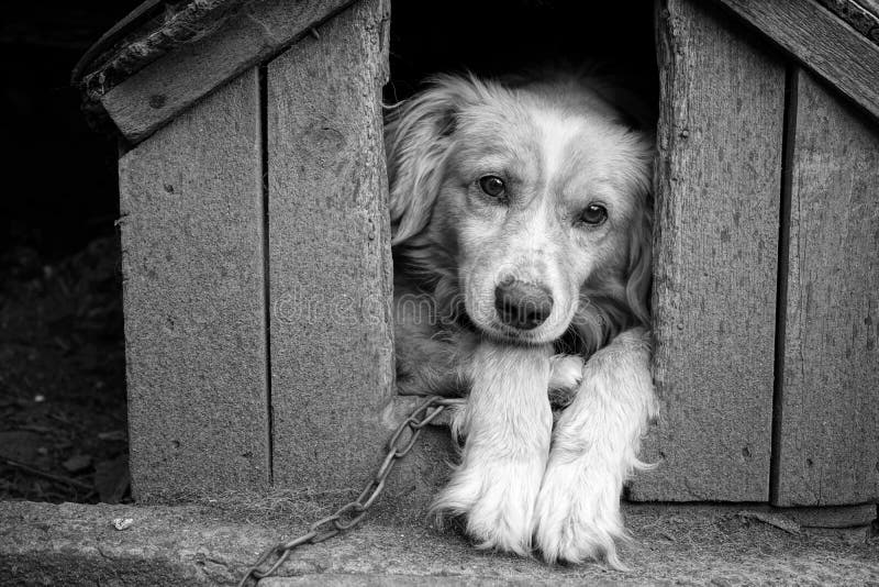 Sad Lonely Dog Stock Photos - Download 11,540 Royalty Free Photos