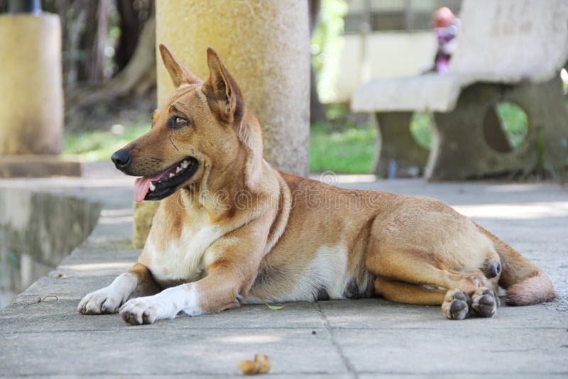 Lonely dog stock image. Image of grass, brown, city, blue - 49642093