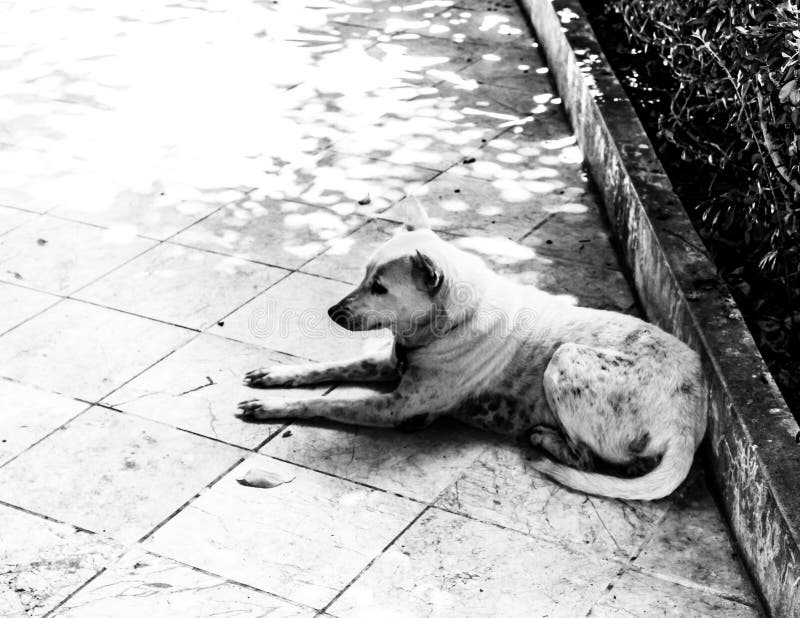 Lonely dog stock photo. Image of resting, mongrel, stray - 45223686