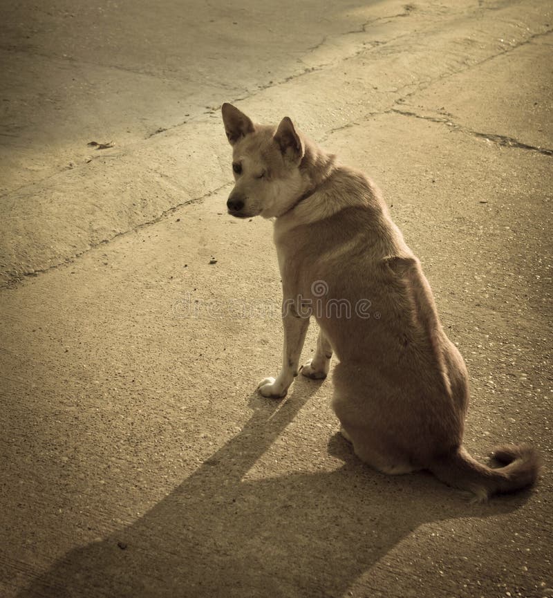 Lonely dog on the streets stock image. Image of unhappy - 67949513