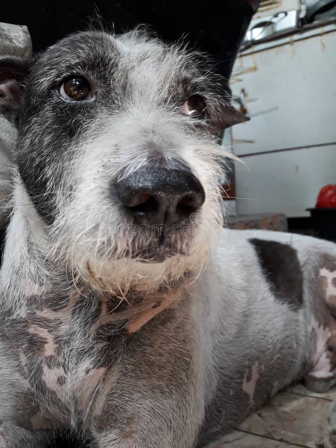 Lonely dog. stock image. Image of black, looking, crossbreed - 126907425