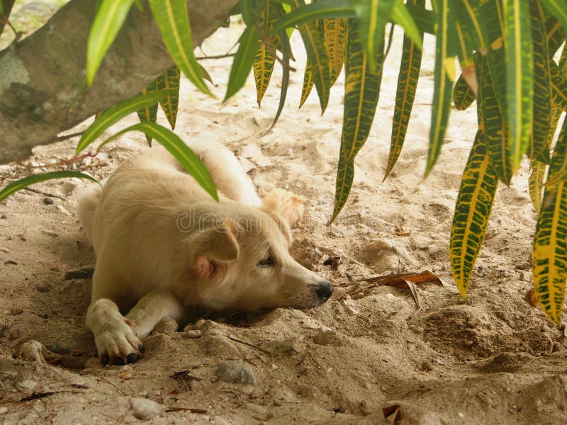 2,763 Dog Under Tree Photos - Free & Royalty-Free Stock Photos from ...