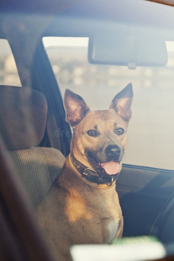Dachshund Dog Riding in Car and Looking Out from Car Window. Happy Dog ...