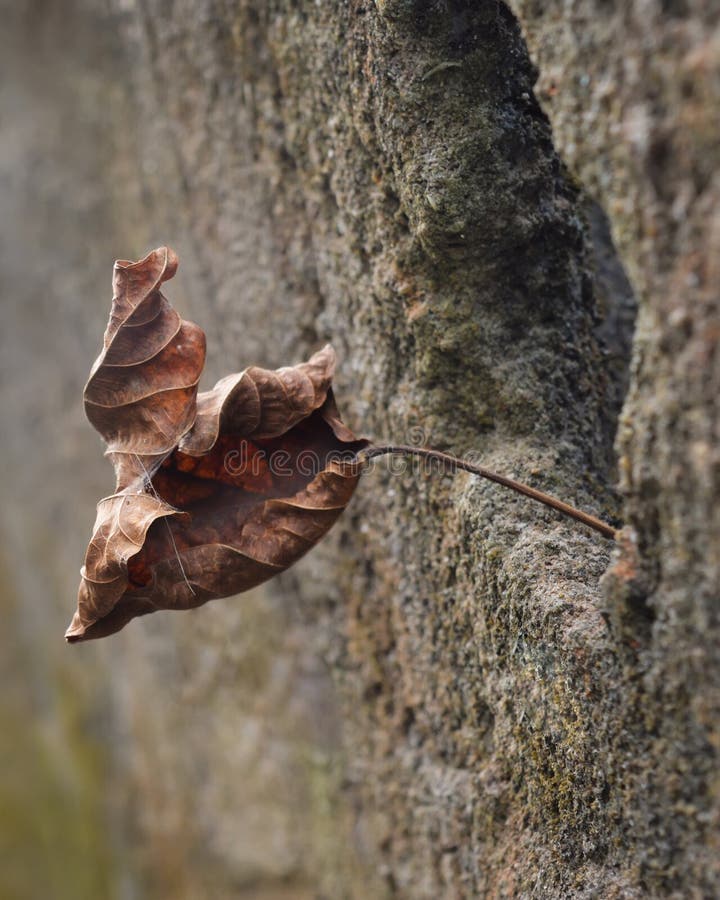 Lonely Dried Dead Leaf Plant Stock Photo - Image of plant, insect ...