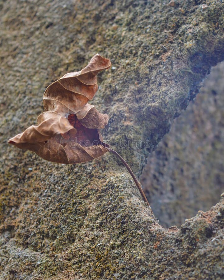 Lonely Dried Dead Leaf Plant Stock Image - Image of branch, plant ...