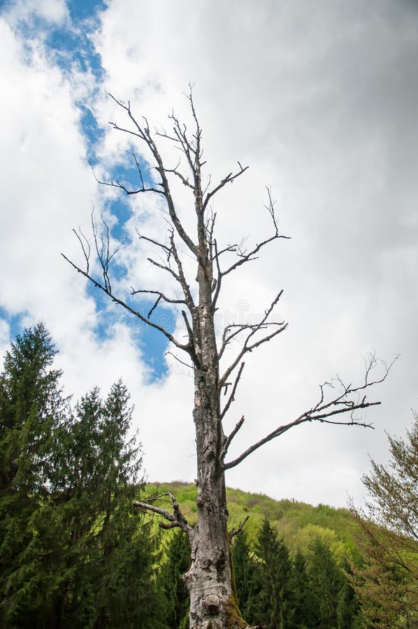 Lonely Dried Tree In A Green Forest Stock Image - Image of natural ...