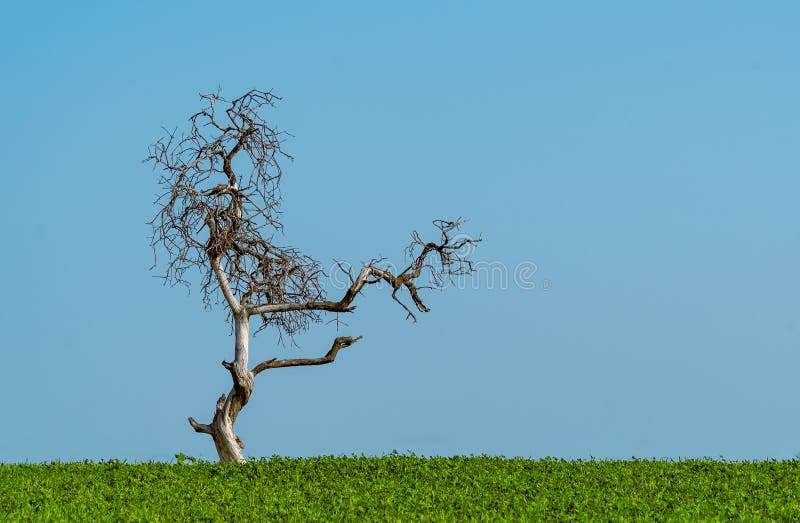 Lonely Dry Leafless Tree in the Green Meadow Standing Blue Sky. Copy ...