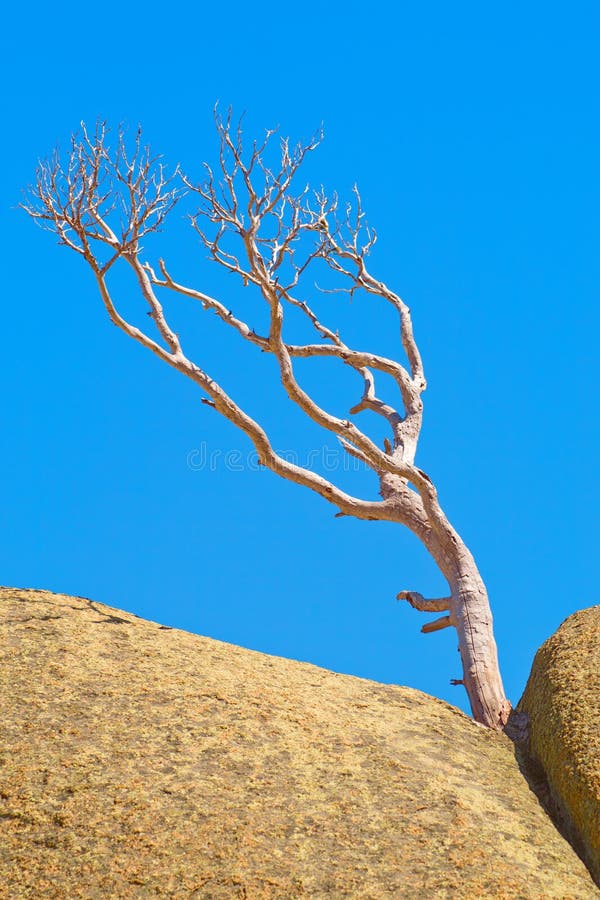 Lonely dry tree stock photo. Image of landscape, evening - 29028510
