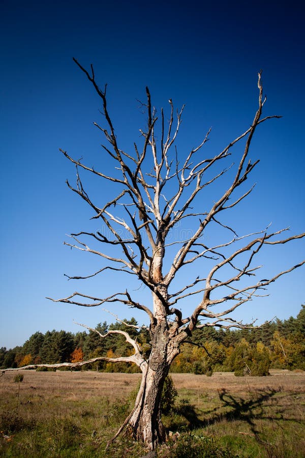 Lonely dry tree stock image. Image of concept, extreme - 64093947