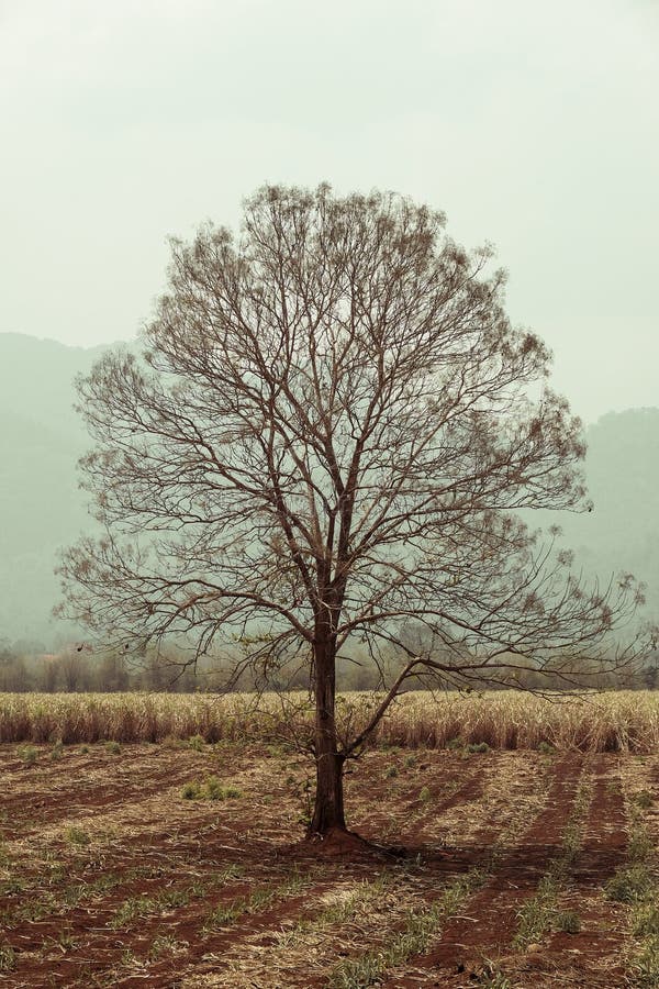Lonely dry tree in field stock image. Image of death - 143020975