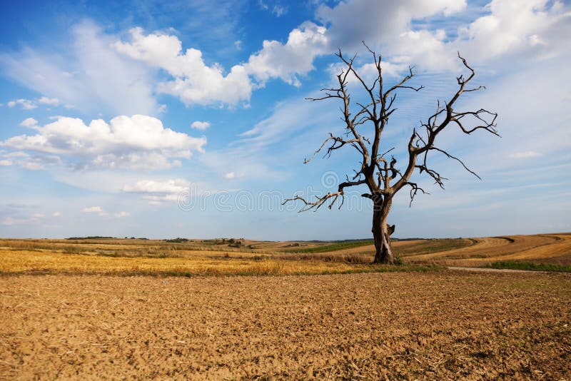 Lonely Dry Tree on the Field. Still Life. Climate Effects Stock Image ...