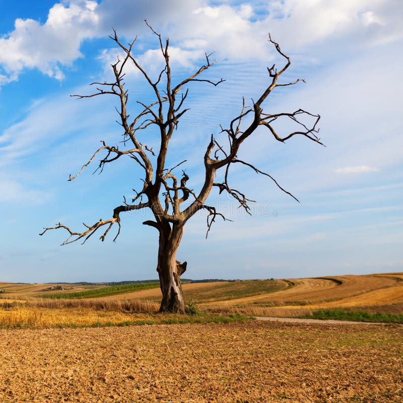 Lonely Dry Tree on the Field. Still Life. Climate Effects Stock Photo ...