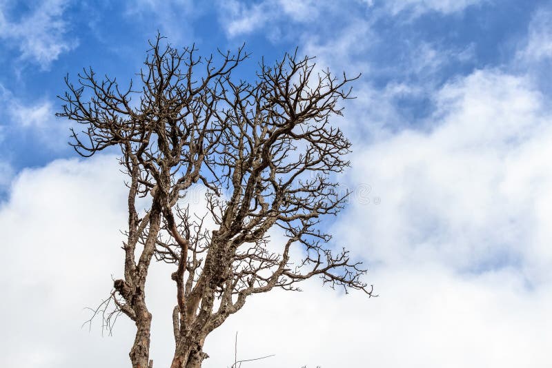 Lonely Dry Tree in Horton Plains Stock Image - Image of line, outdoor ...
