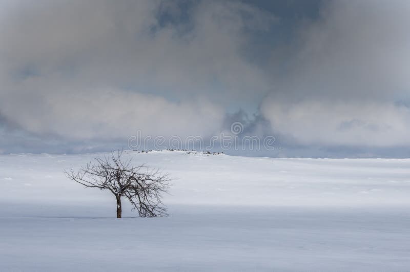 A lonely dry tree stock photo. Image of snow, cloud - 205739300