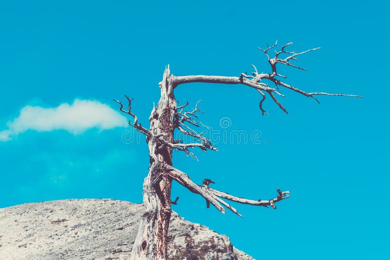 Lonely Dry Tree in the Mountains. Stock Image - Image of land, mountain ...