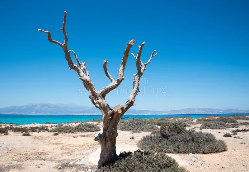 Lonely Dry Tree on Sand Beach Stock Image - Image of dune, blue: 151959501