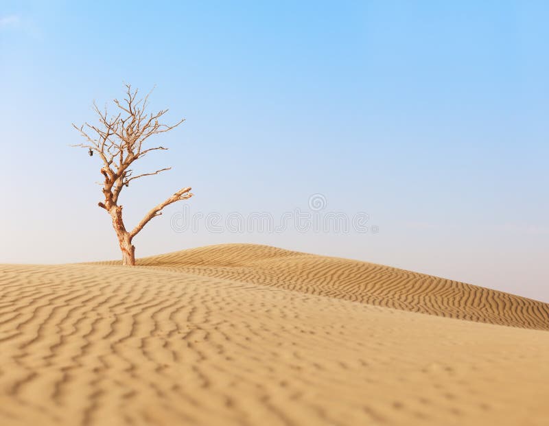 Lonely Dry Tree in Sand Desert Stock Image - Image of climate ...