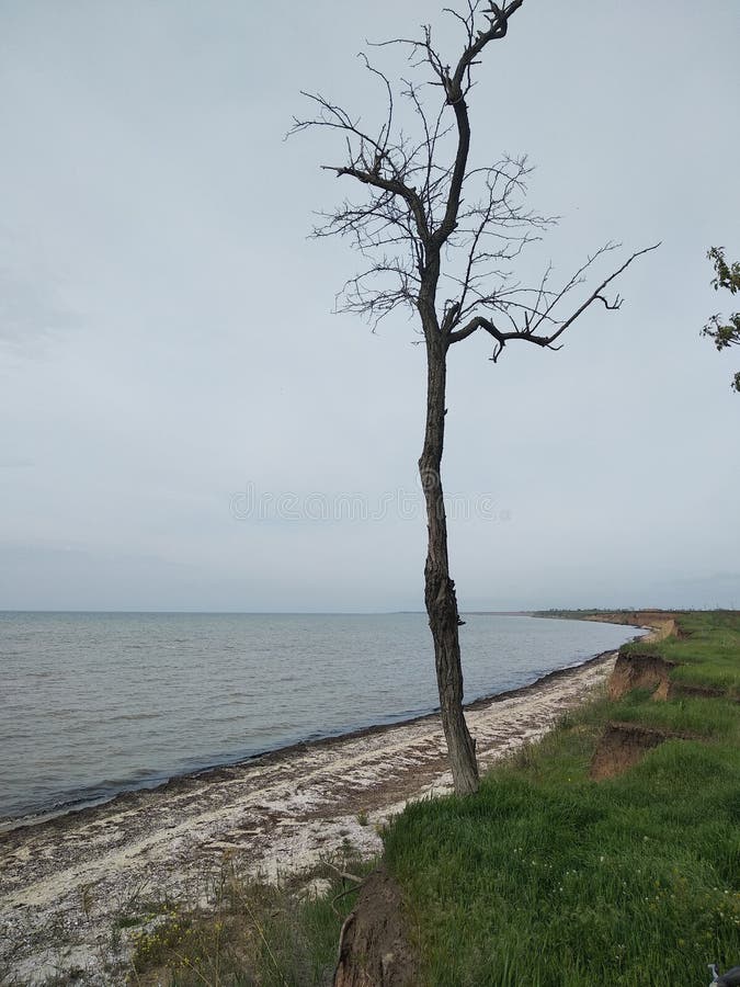 Lonely dry tree by the sea stock image. Image of water - 189447213
