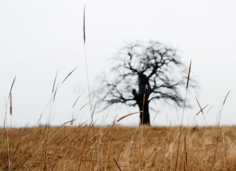 Lonely Dry Tree Stands in the Field Stock Photo - Image of ground ...