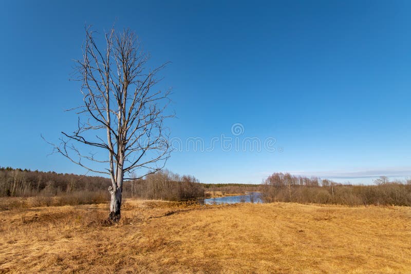 A Lonely Dry Tree Stands on a Spring Sunny Day Stock Photo - Image of ...