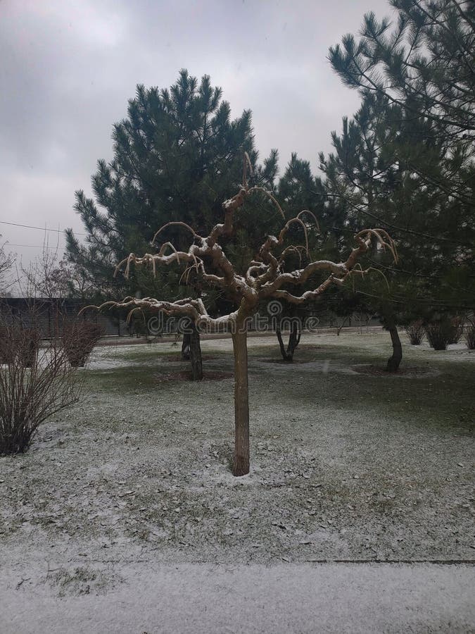 Lonely Dry Tree Winter Spruce Trees Stock Photos - Free & Royalty-Free ...