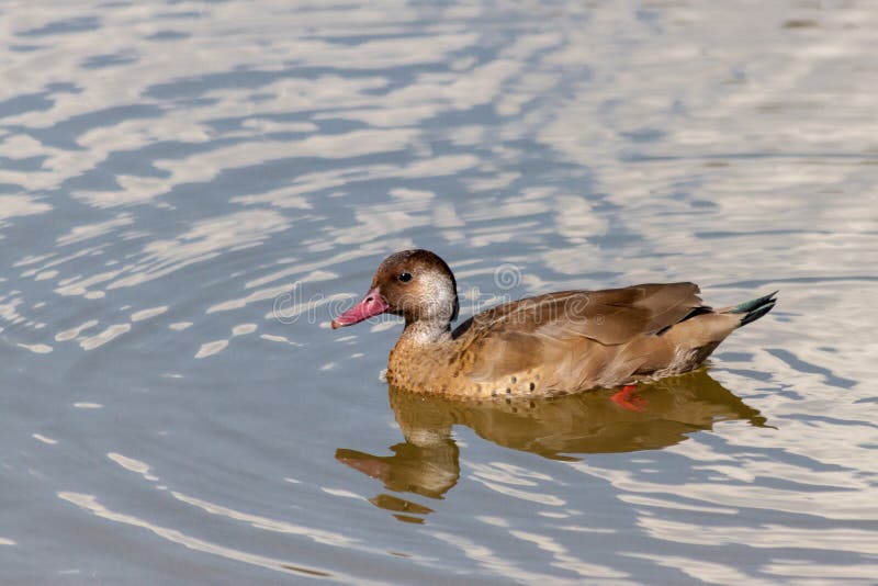 Lonely Duck stock image. Image of animals, bird, palmiped - 38037731