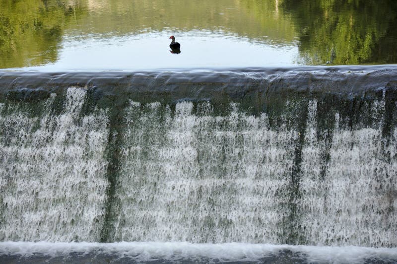 Lonely duck on the cascade stock photo. Image of animal - 59112380