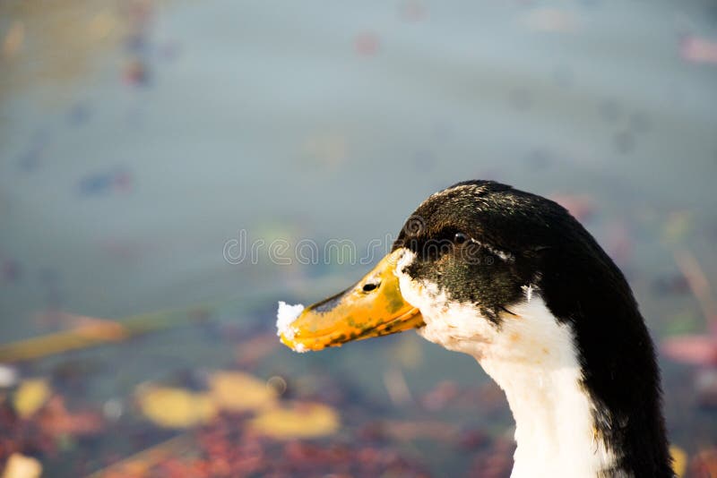 Lonely Duck by the Side of the Pond Stock Image - Image of wildlife ...
