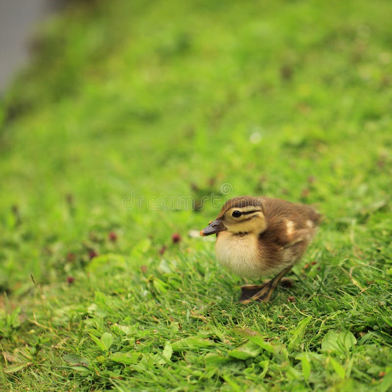 Lonely duckling stock image. Image of heartwarming, mallards - 20815869